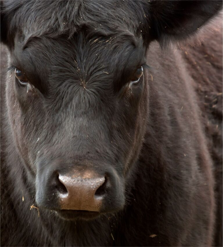 Conoce La Carne Angus De La Mano De Discarpe